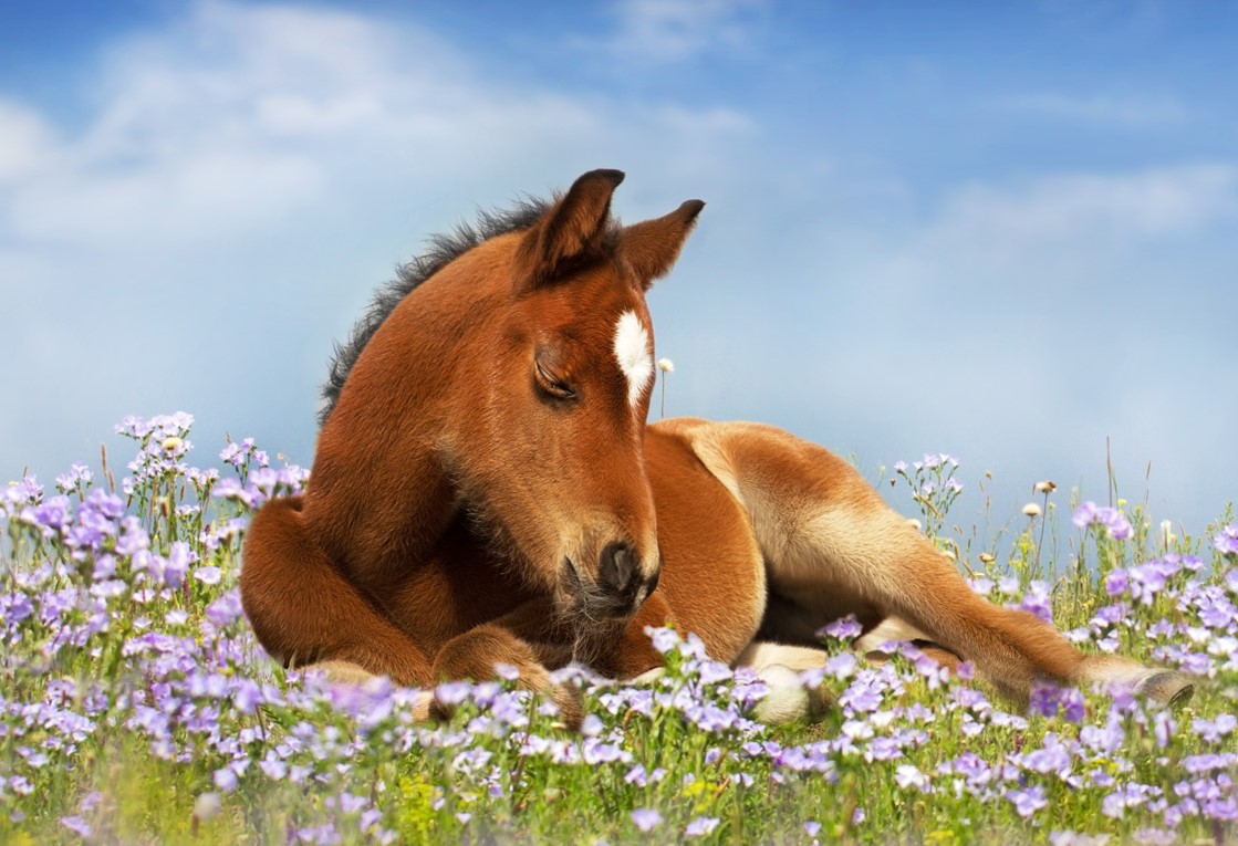 Care Of the Orphan Foal. Feeding and Management